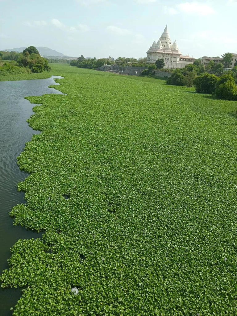 Dead fish surface in the Indrayani River near Dehu raising pollution ...
