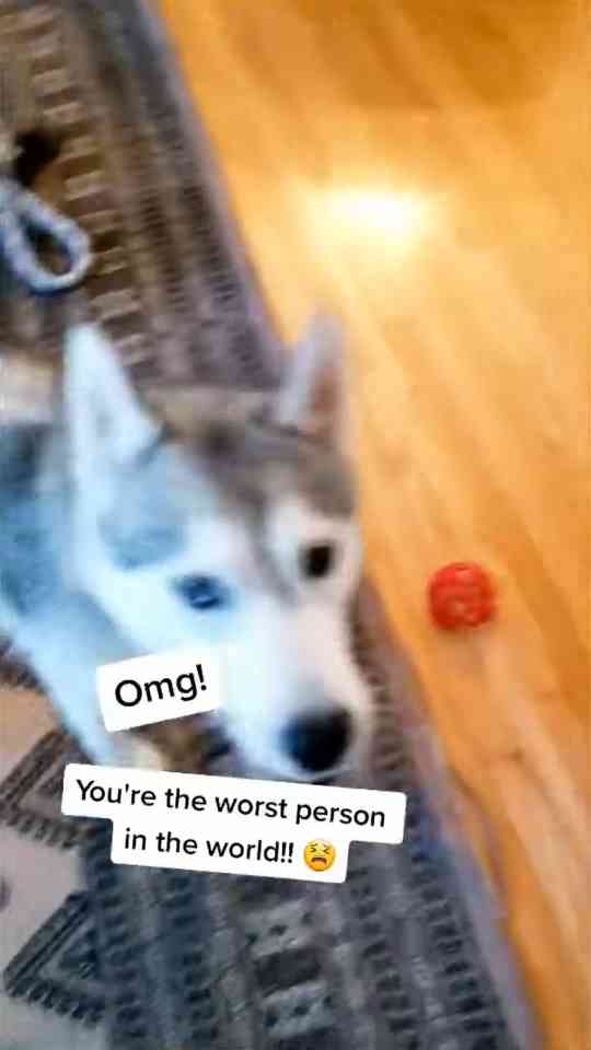 My husky freaks out when I take away her cardboard