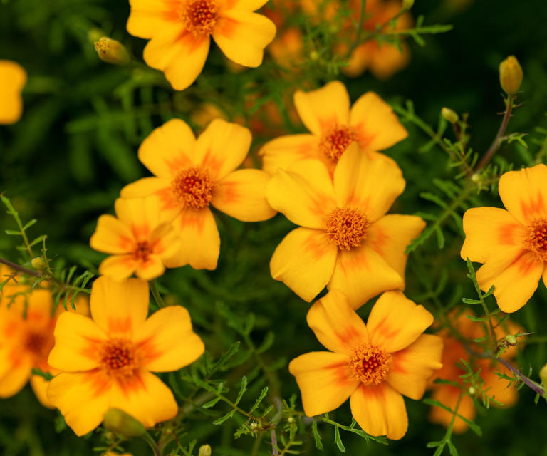 5 tiny flowers perfect for a summer tabletop garden: they’ll bloom ...