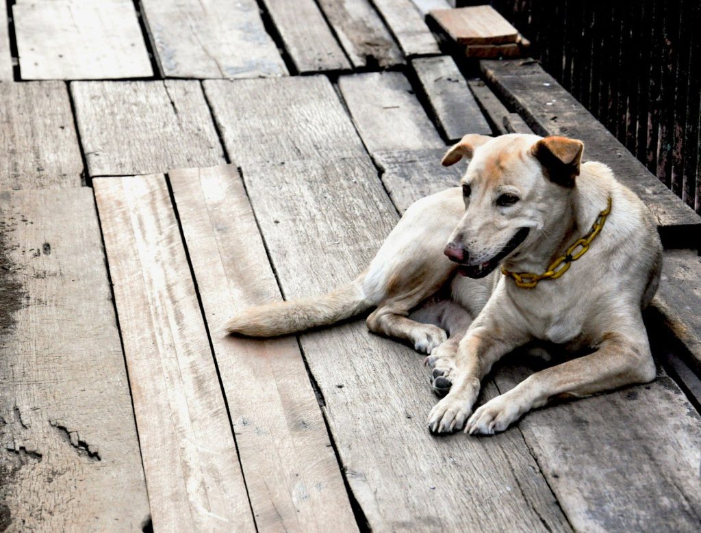 6 things you should never do to your dog, according to experts