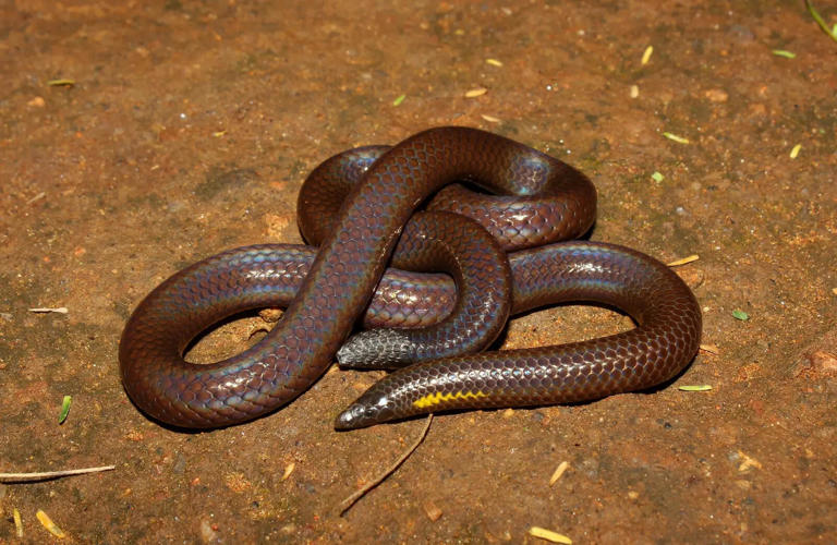 Snakes of the Western Ghats: The fascinating slithering secrets of ...