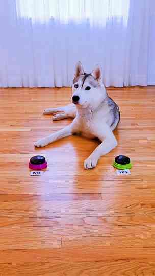 Dog answers fan questions using talking buttons (blooper)
