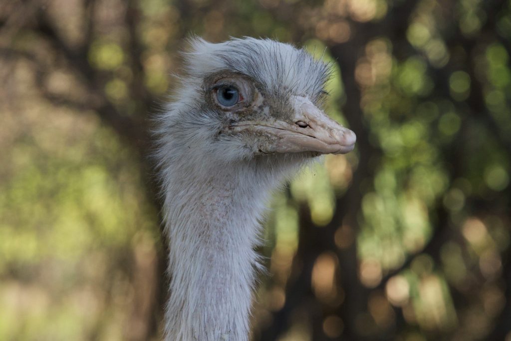 Why albino animals struggle to survive in the wild