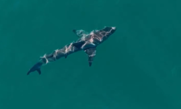 'I think we have to': Shark cull back on the table after Coogee tragedy