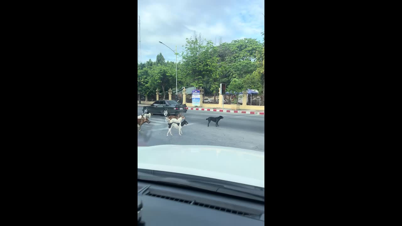 Dogs wait at crosswalk and cross together in Nakhon Pathom, Thailand