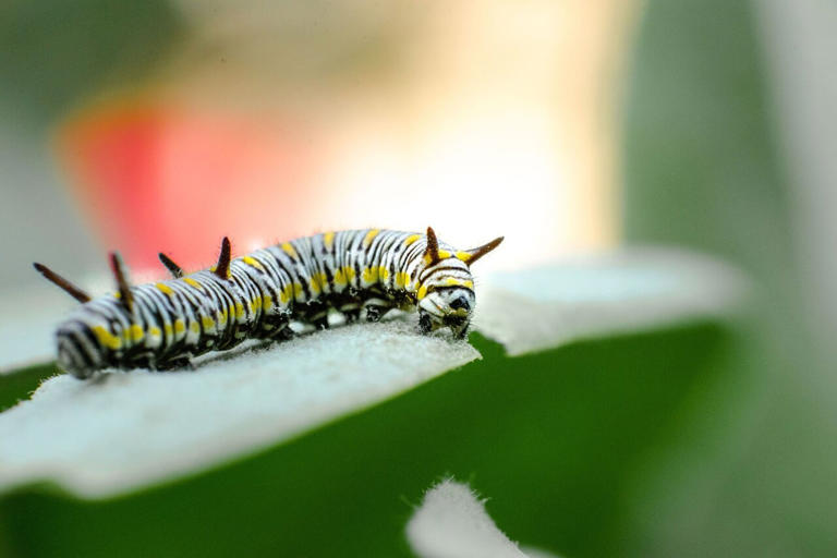 Plant diversity may explain why some caterpillars are fussy about their ...