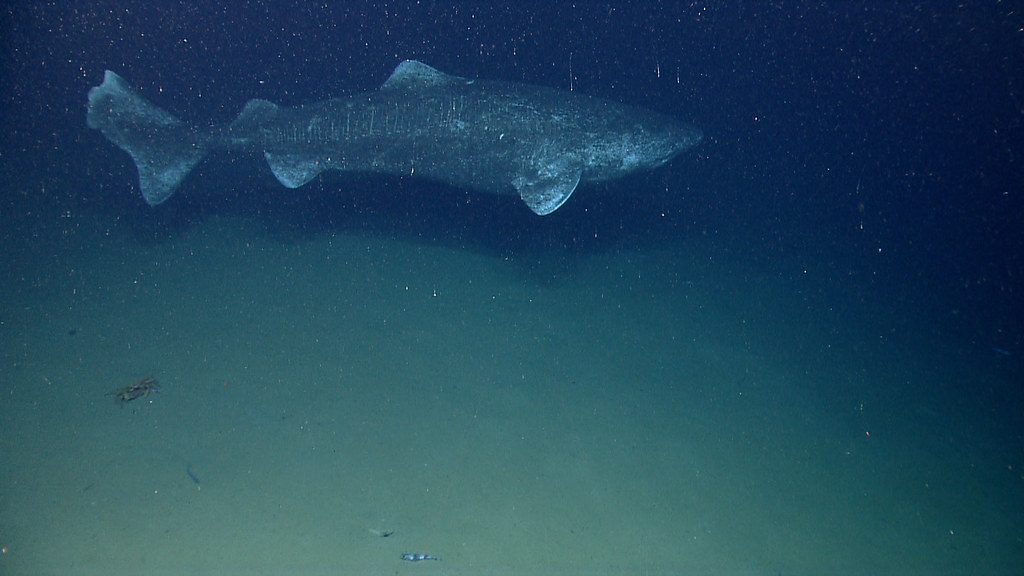 The oldest animals on Earth and their incredible lifespans