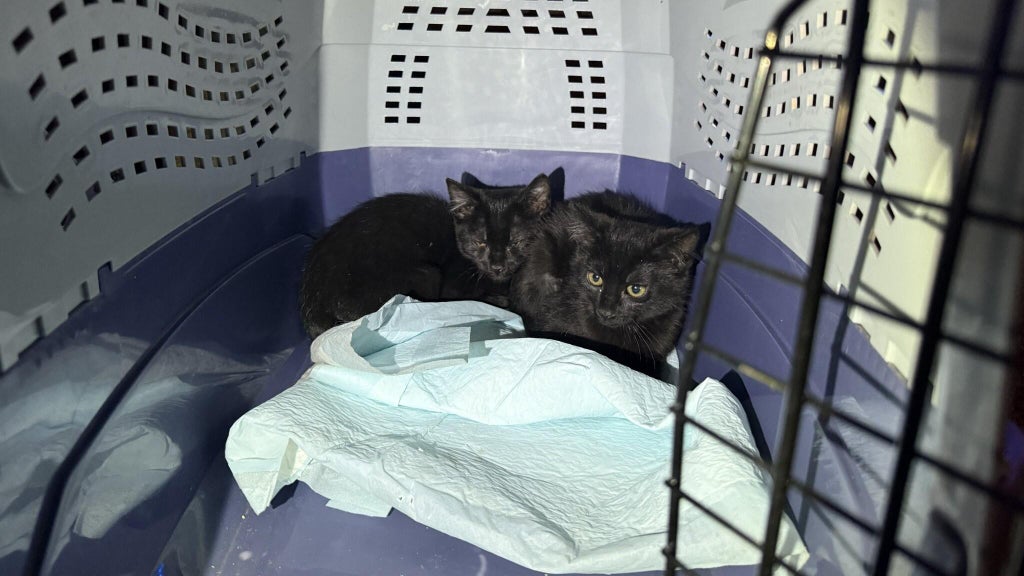 Aurora firefighters rescue kittens trapped inside burning home