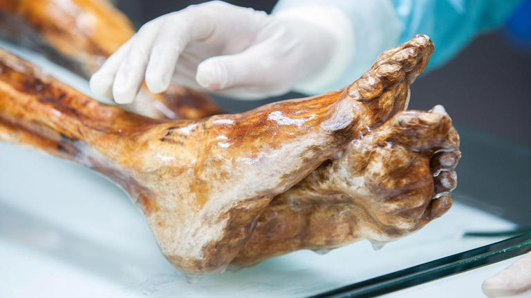 Ötzi, o homem do gelo, morreu há muito tempo. Mas alguns dos seus ...