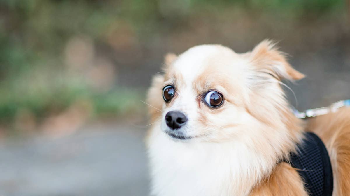Chihuahua uses pit bull brother as a step stool, and it's hilarious