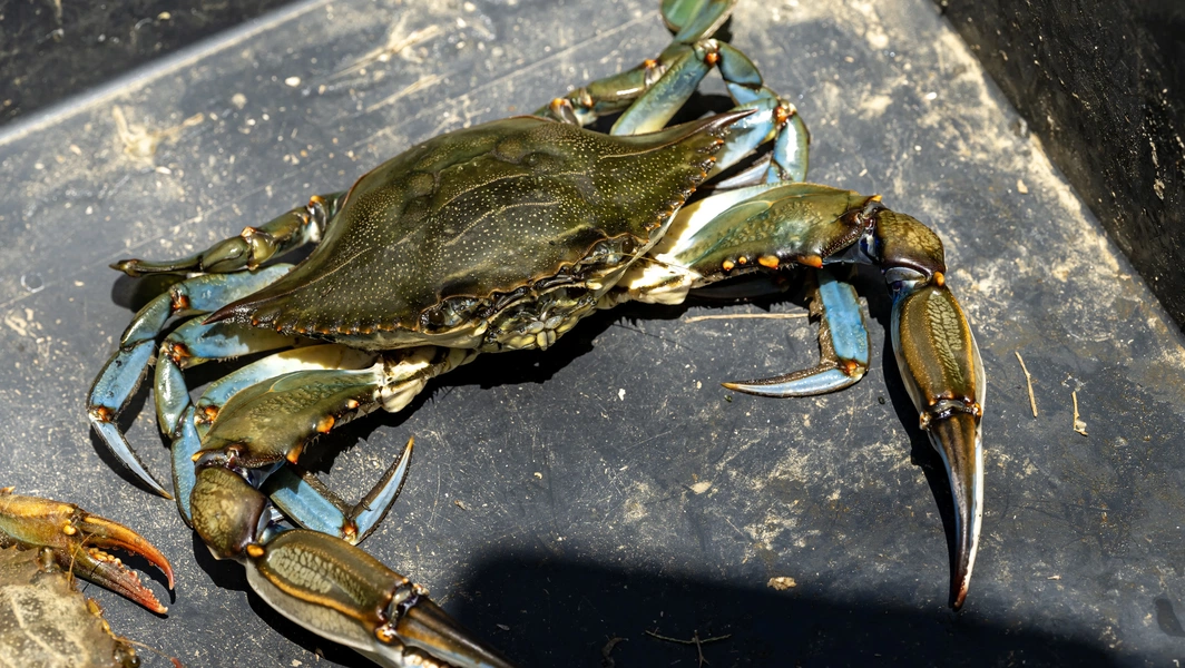 Crabe bleu envahit et menace la Méditerranée
