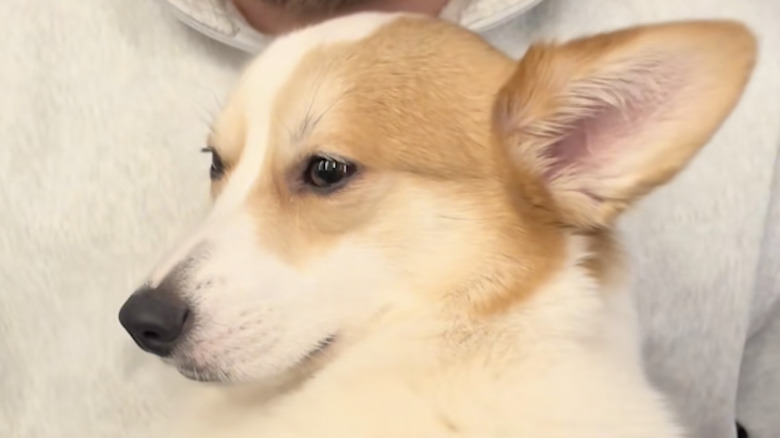 'Dramatic' corgi's big yawn is the sweetest sound you'll hear all day