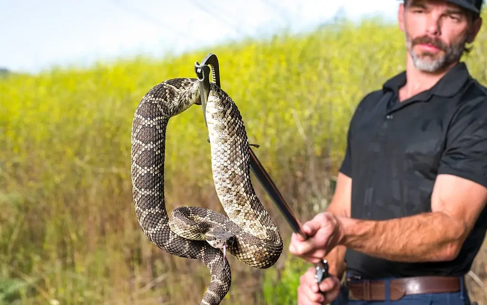How to keep snakes out safely this summer