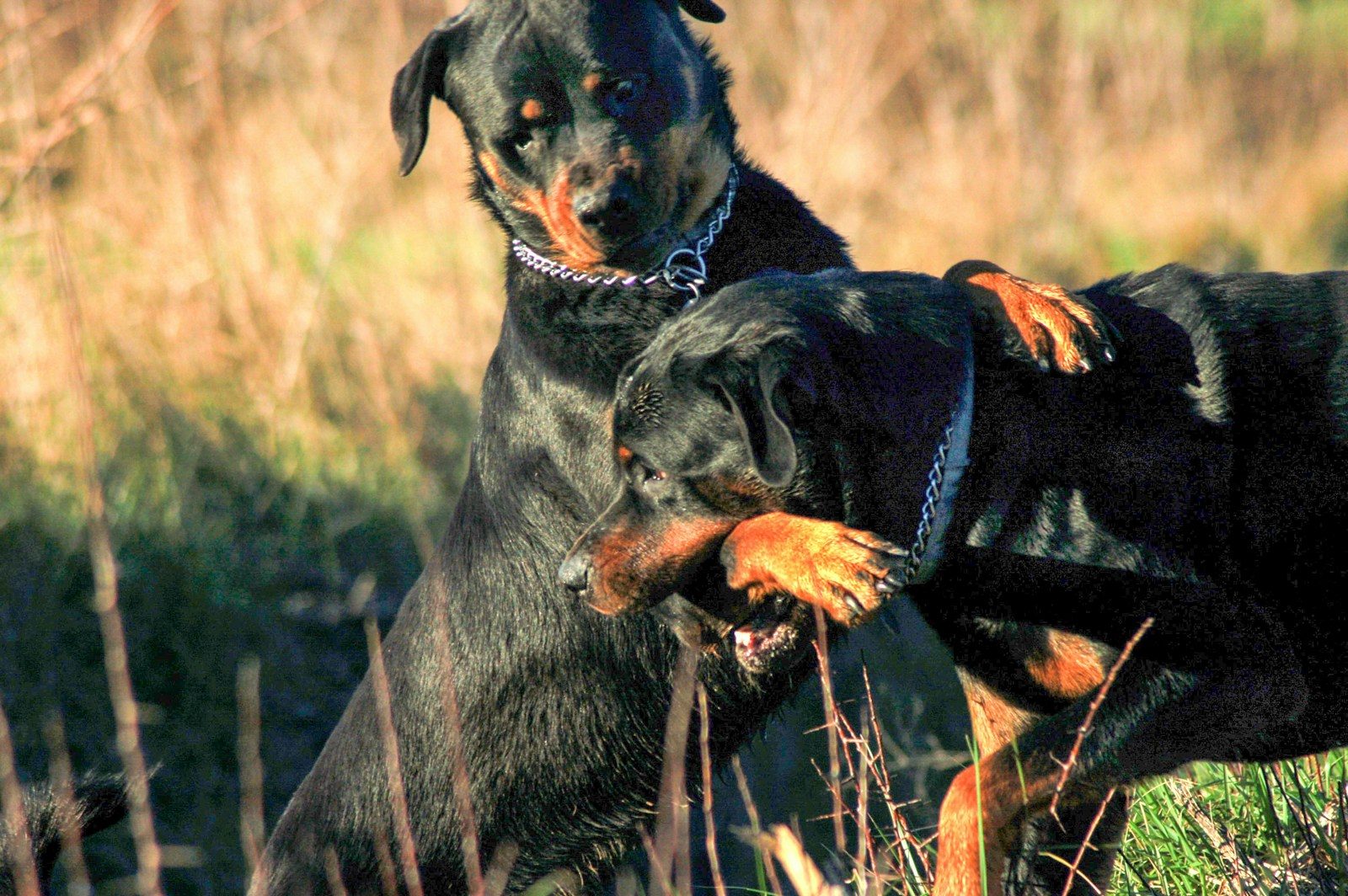 Dog reunited with his brother after rescue and won't let him out of sight