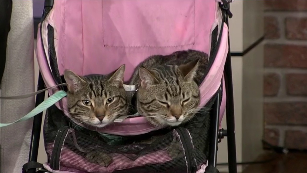 Pets of the week: Illumi & Aizen