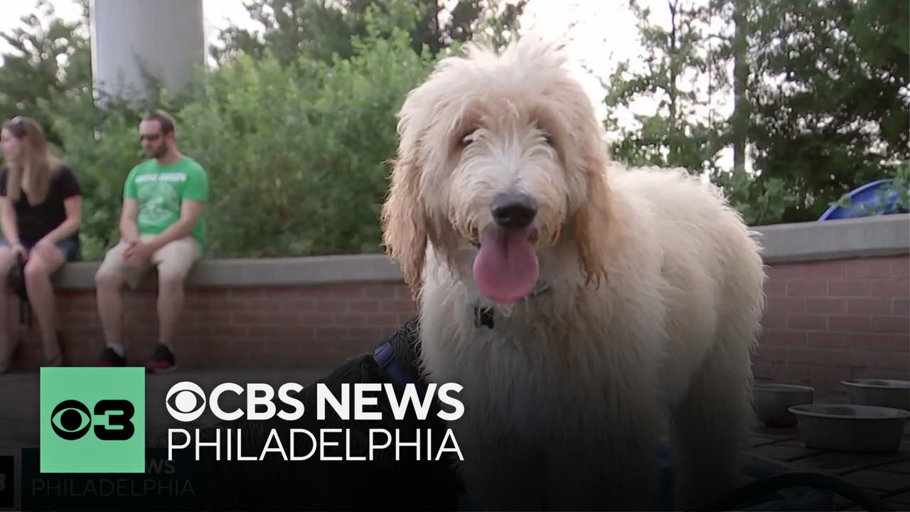 How dogs know their own size | Pet Project