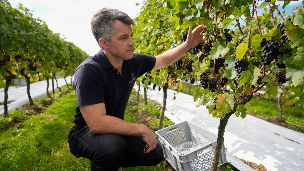 Experts highlight best-value supermarket champagnes and sparkling wines