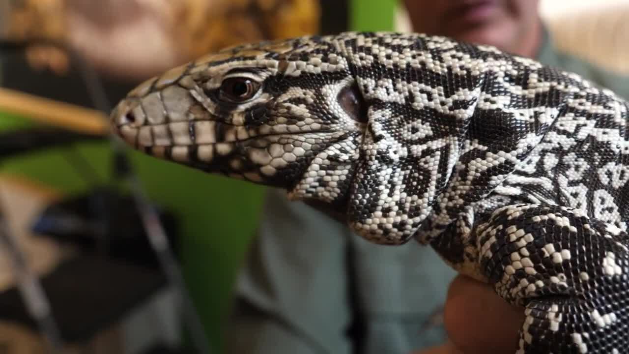 Uptick in invasive tegu lizards reported in southeast Georgia
