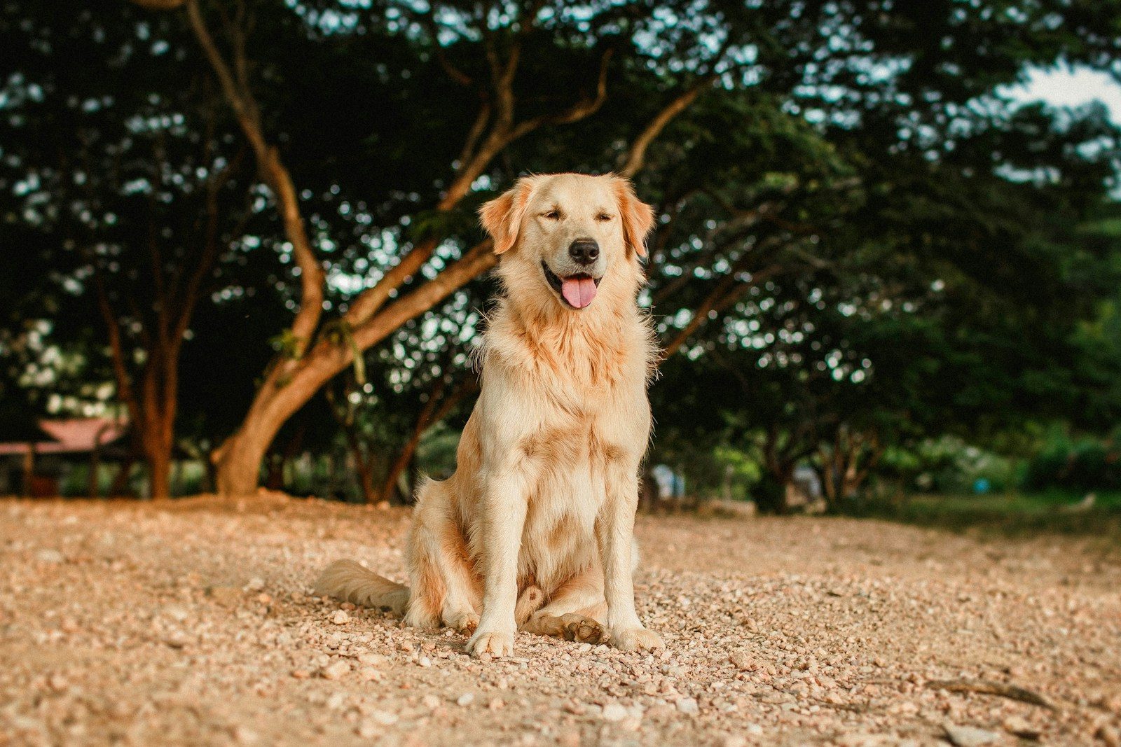 Ranking dog breeds based on their intelligence levels