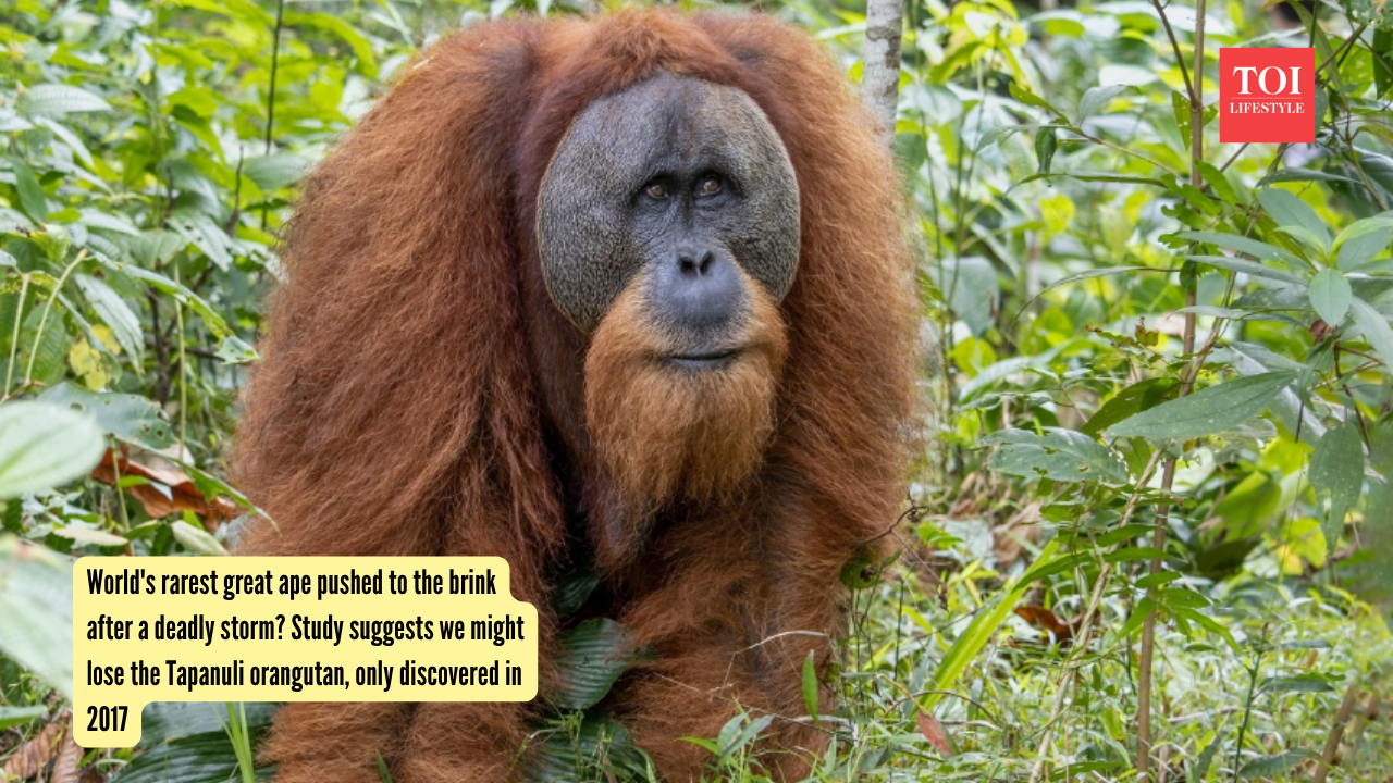 World's rarest great ape pushed to the brink after a deadly storm ...