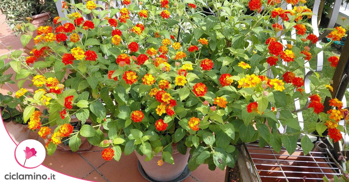 L’esposizione al sole giusta renderà la lantana un cuscino folto di ...