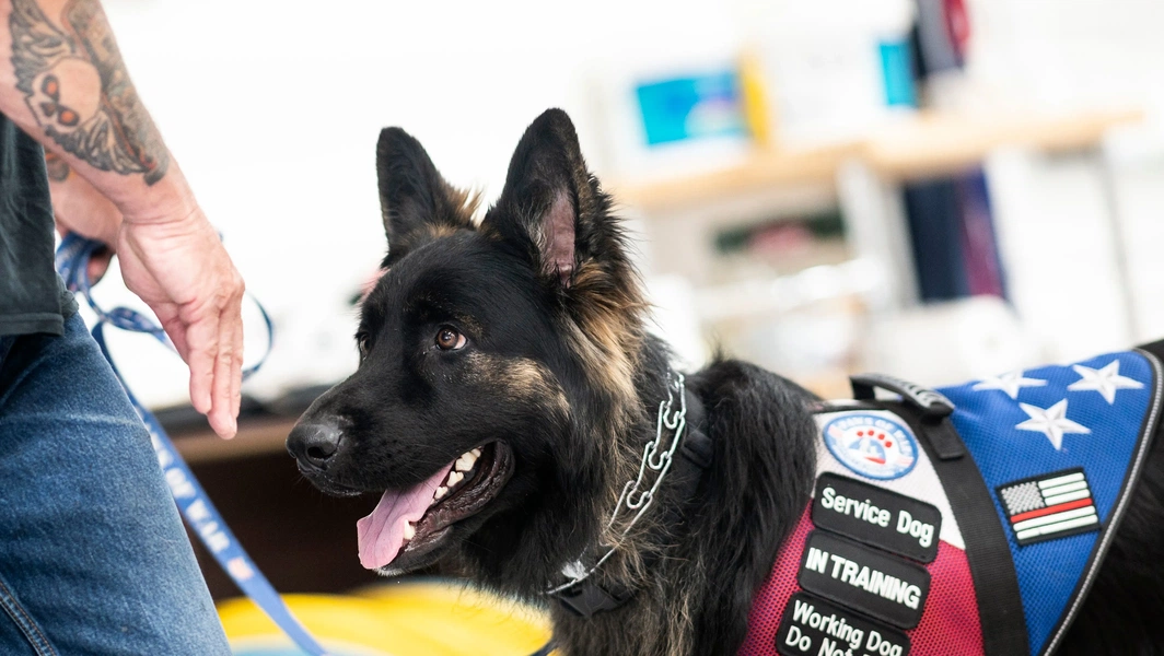 Inside the making of a hero dog