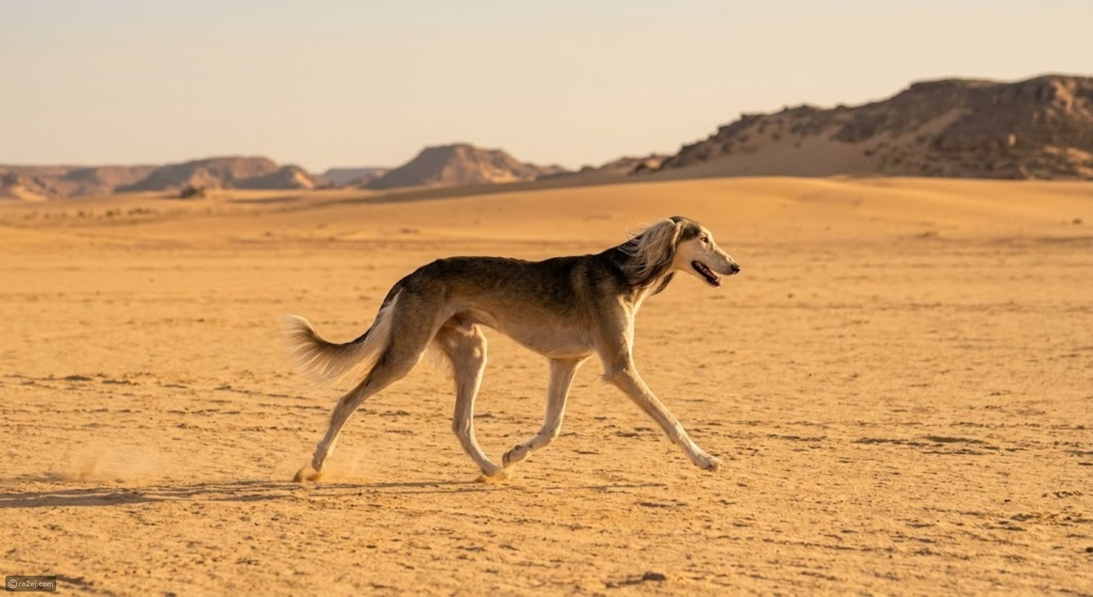 The 10 fastest dog breeds on Earth — faster than Usain Bolt