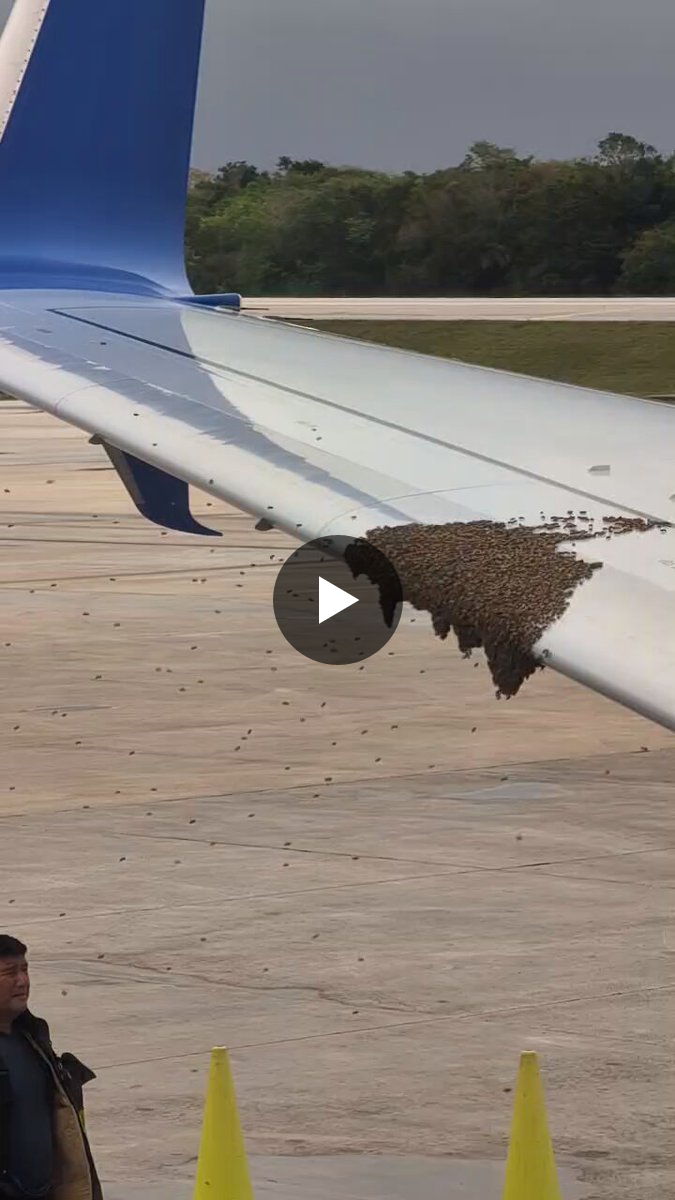 United Airlines flight bound for LAX is delayed over huge swarm of bees