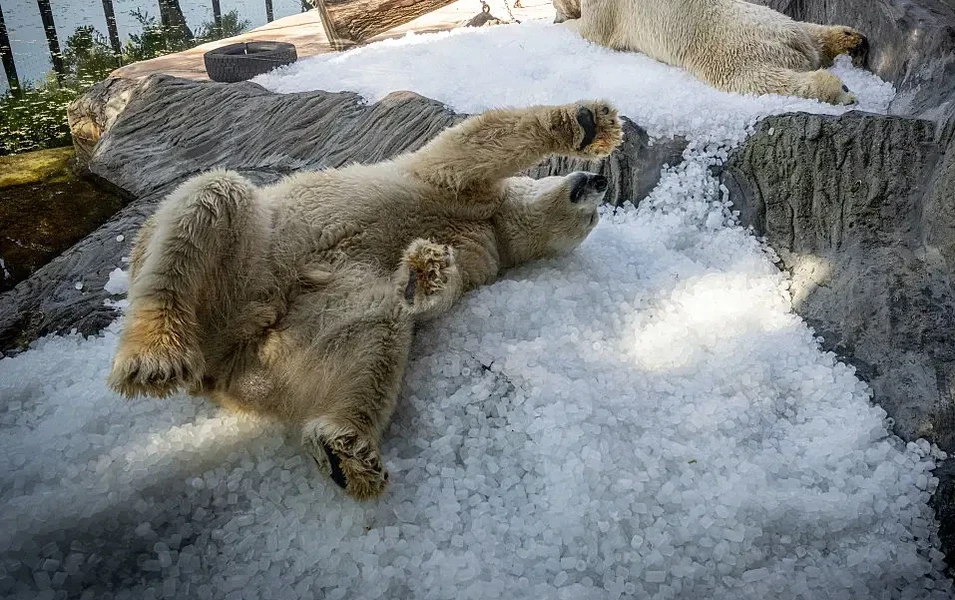 Viral animal moments blend humor, heart and conservation themes