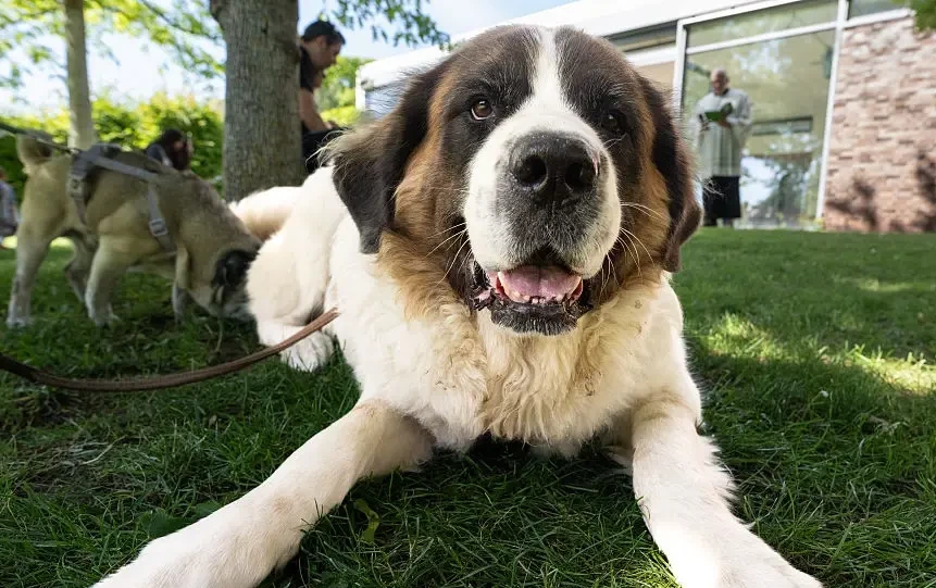 Living large with gentle giant dogs
