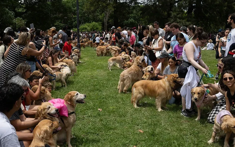 Golden retrievers, German shepherds among most popular breeds