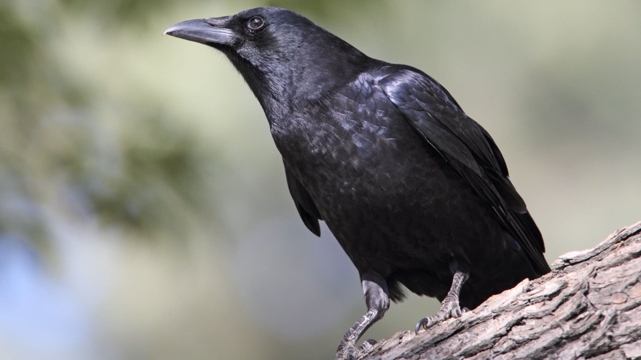 Crows can recognize human faces and hold a grudge for years