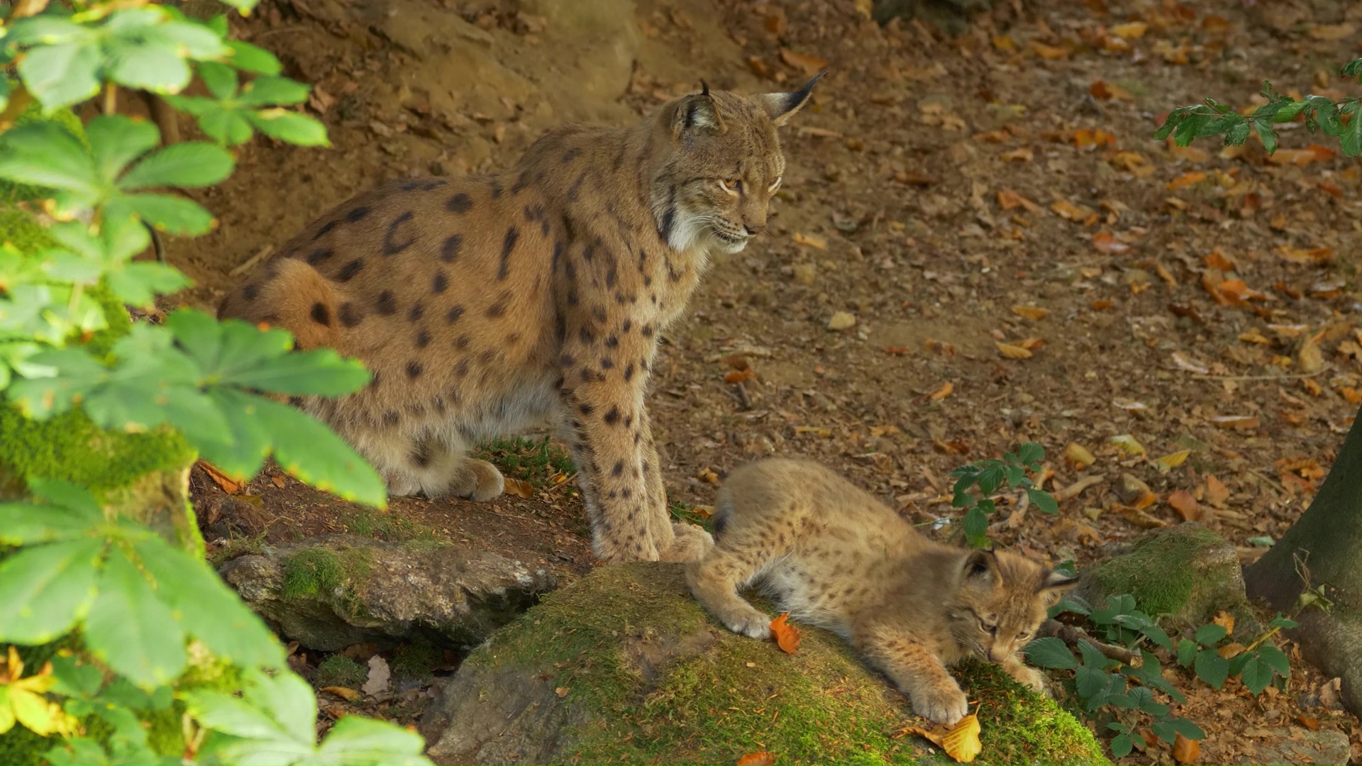 Madre lince guía cuidadosamente a su cría