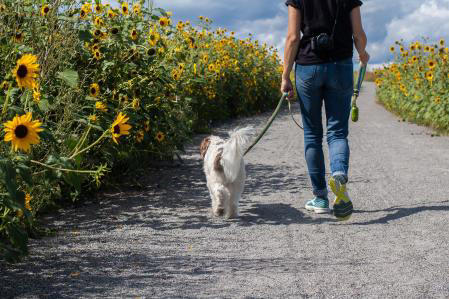 Paula Calvo, antrozoóloga: “Que un perro mueva la cola tras un paseo no ...