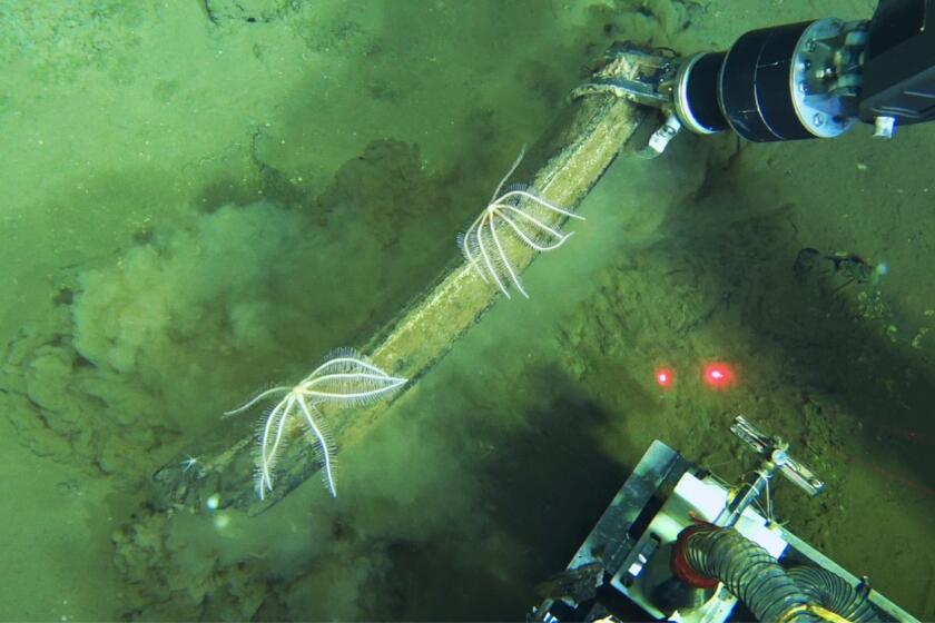 Scientists find a whale graveyard in the Indian Ocean that's millions ...