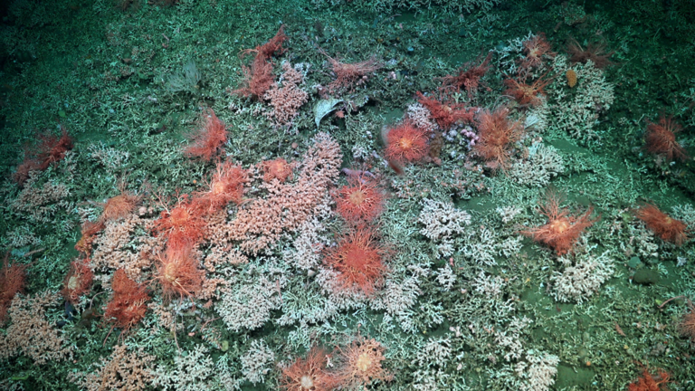 Hidden coral ecosystem the size of Vatican City discovered deep beneath ...