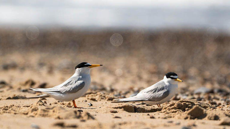 Fears dogs to blame for drop in little tern numbers