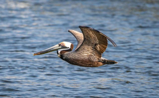 Pelican makes brazen midair grab for osprey's fish but comes up empty