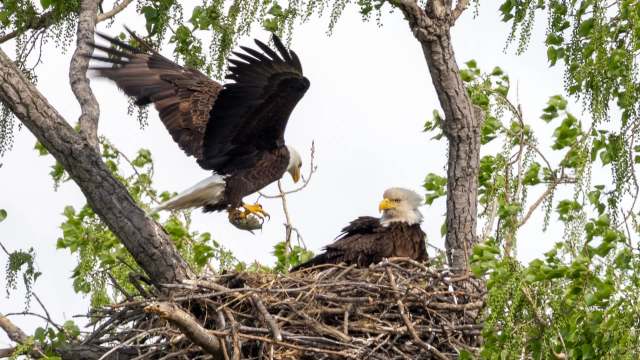 Single pair of bald eagles spent years building a Florida nest 20 feet deep