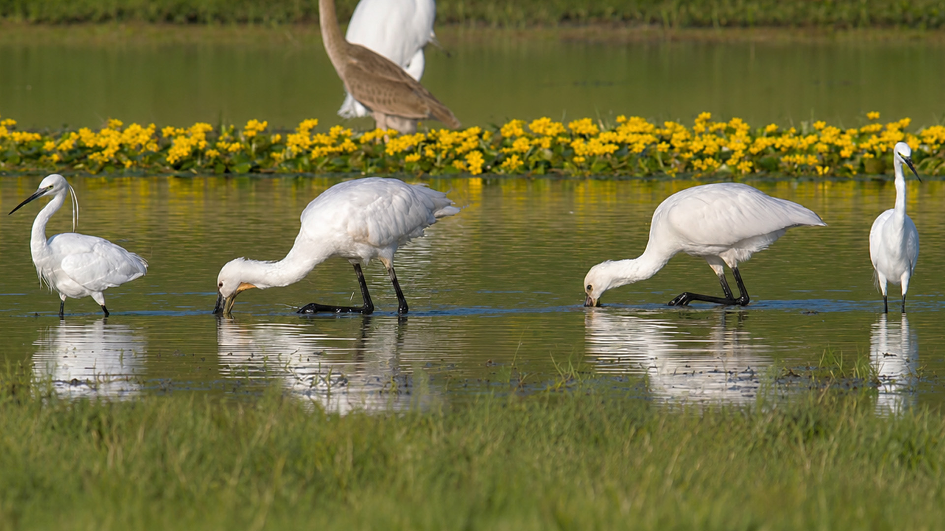 Filming waterbirds during a heatwave in Greece