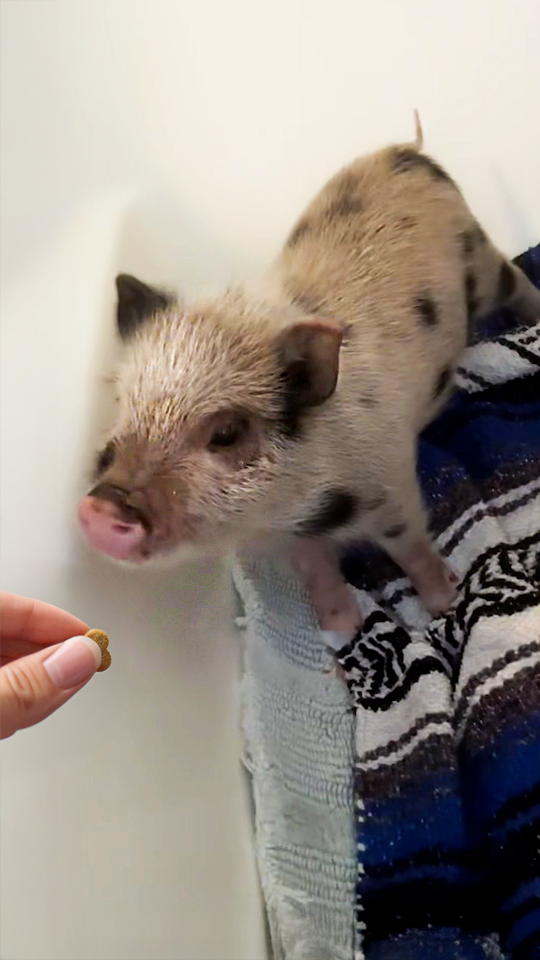 Bathing my pet pig