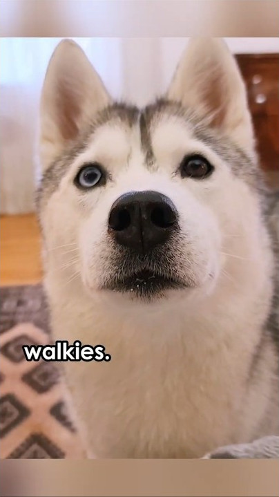 Husky wants a walk but I'm sick