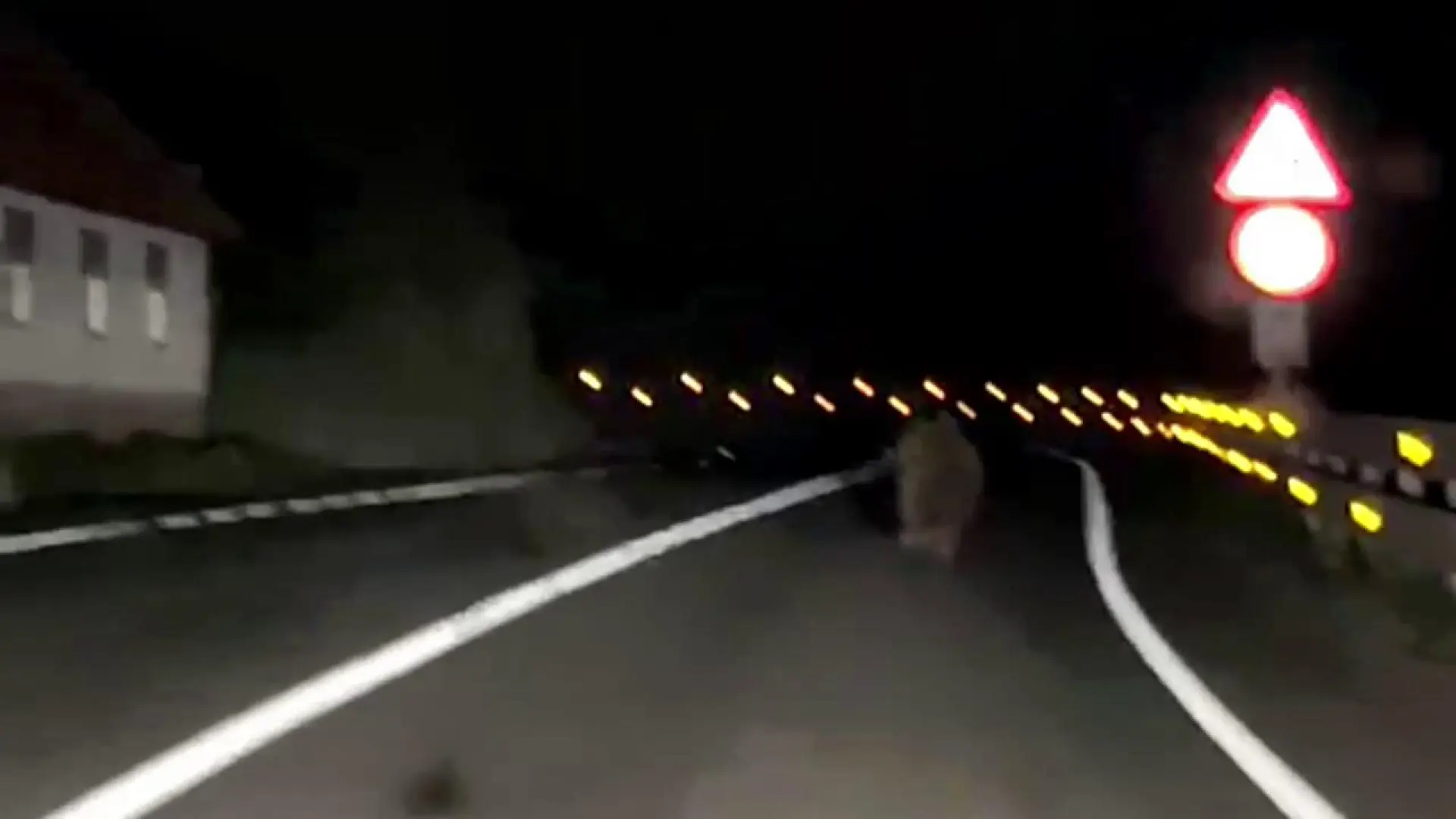 Observan un oso pardo corriendo por la carretera NA-140, en Navarra