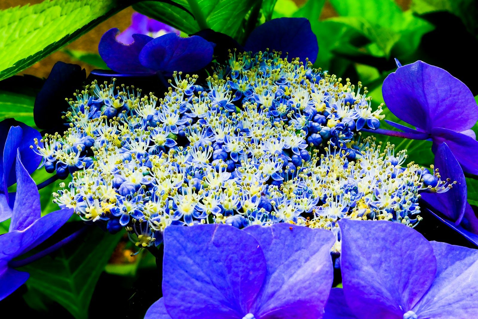 8 June pruning hacks for bigger, better blooms