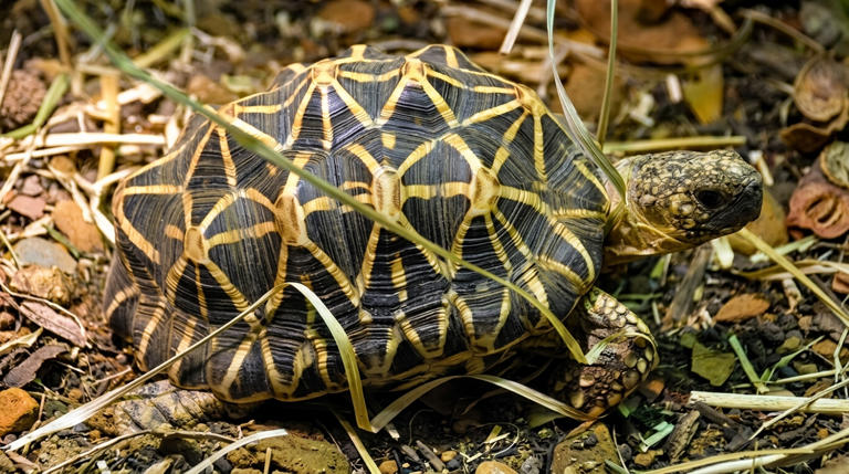 A turtle's shell isn't what most people think it is and the truth is ...