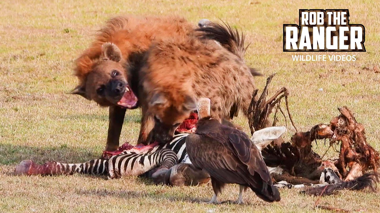 Hyenas devour zebra in brutal Maasai Mara feeding frenzy