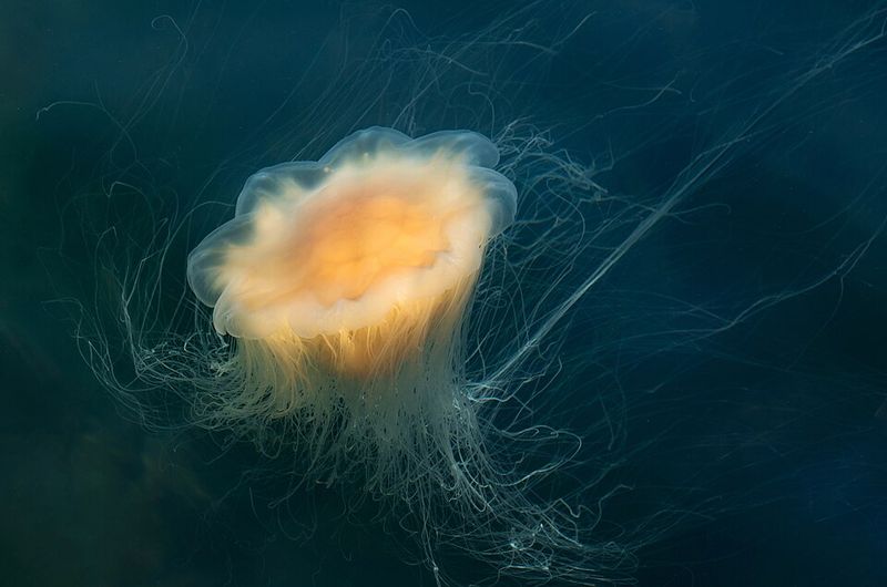14 creatures around the world with survival skills that seem impossible