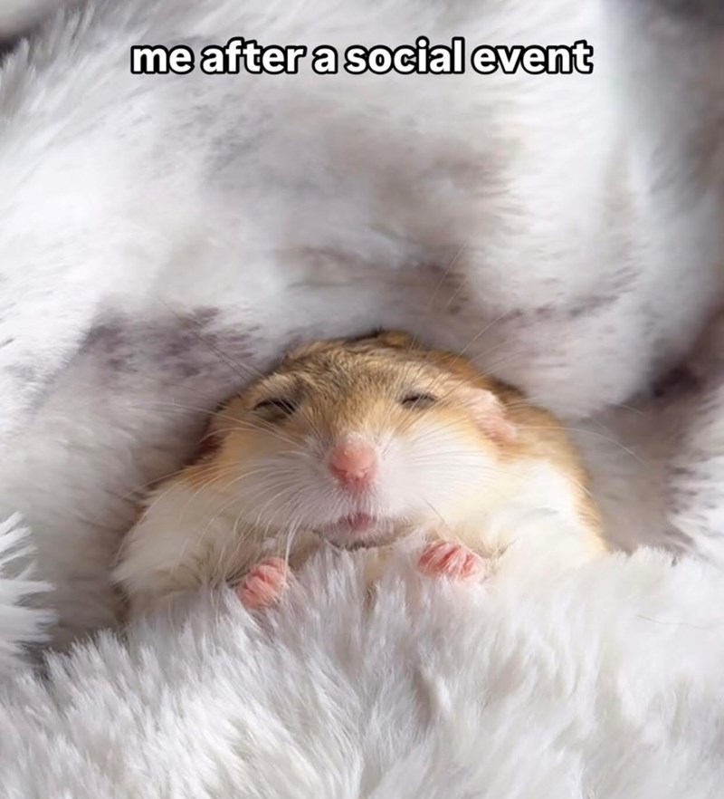 32 wholesome animal memes to soften your weekend
