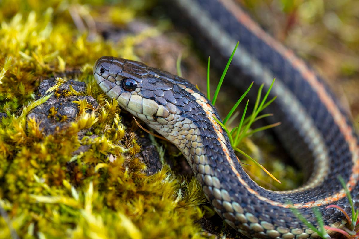 7 Oregon rivers and lakes where snakes swim—including a national park