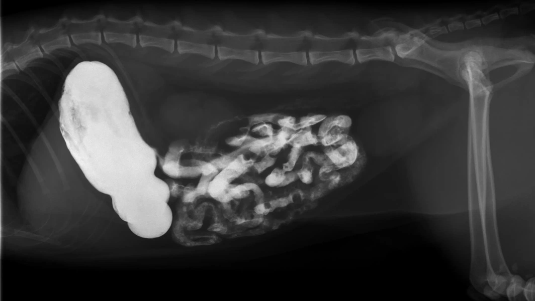 5 unusual objects found in dogs’ stomachs
